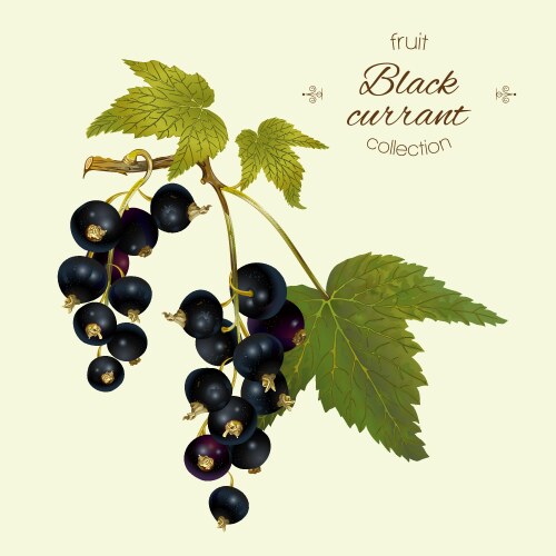 Black currant set Royalty Free Vector Image - VectorStock
