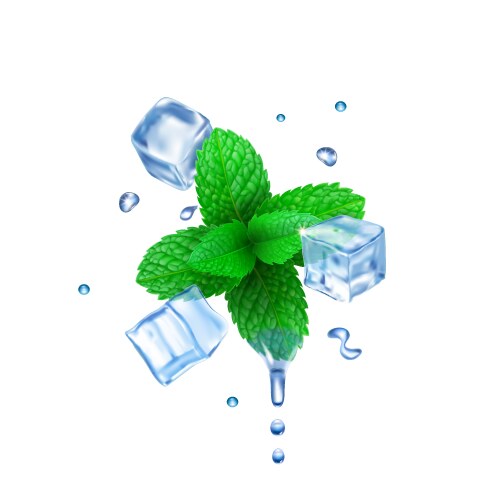 Herbal drink wave splash with mint leaves water Vector Image