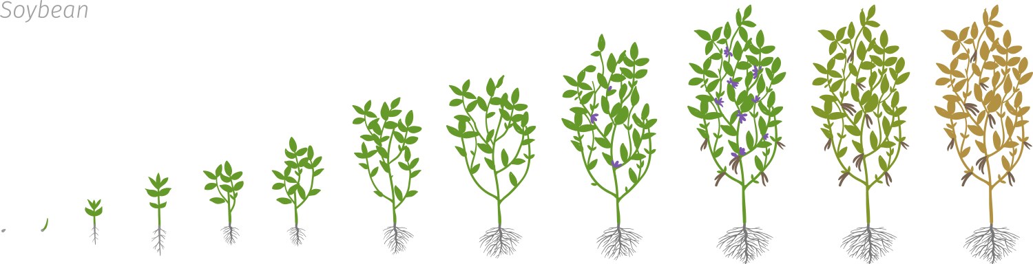 Soy beans growth stages soybean plants sprouts Vector Image