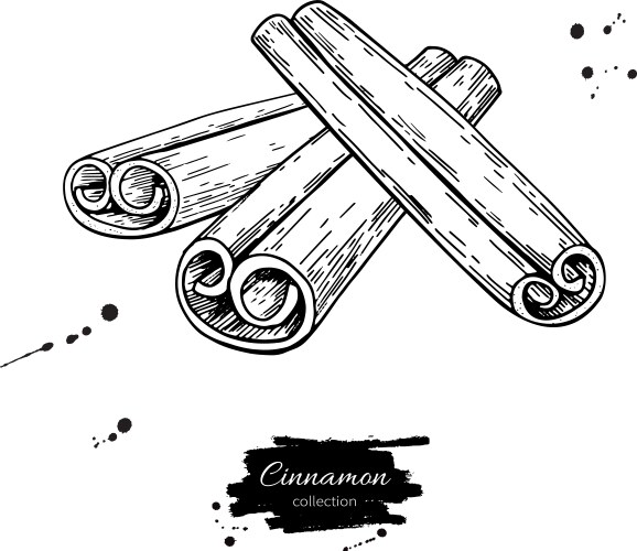 Cinnamon stick tied bunch and powder set Vector Image