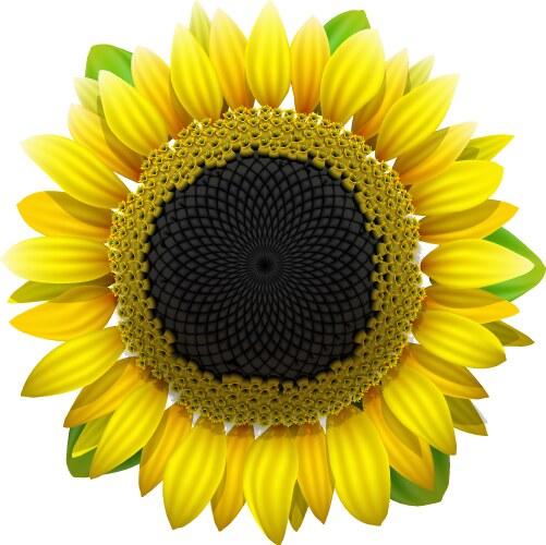 Sunflower Vector Images (over 53,000)