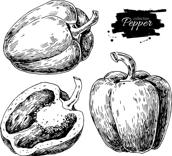Capsicum Outline Vector Images (over 1,100)
