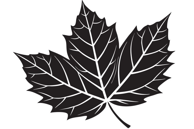 Autumn single leaves silhouette Royalty Free Vector Image