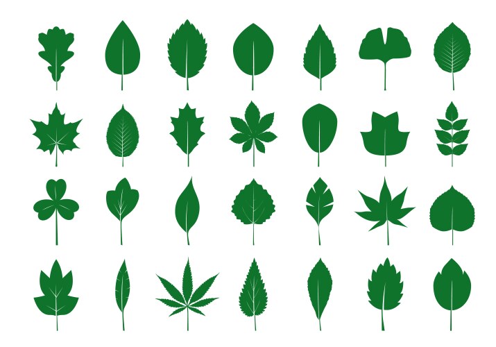 Set of tree leaves Royalty Free Vector Image - VectorStock
