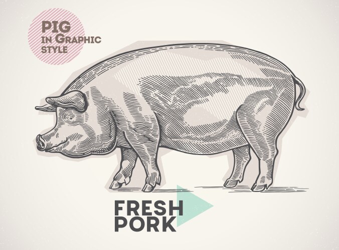 Engraving big pig retro Royalty Free Vector Image