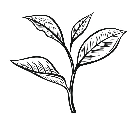 Tea leaves Royalty Free Vector Image - VectorStock