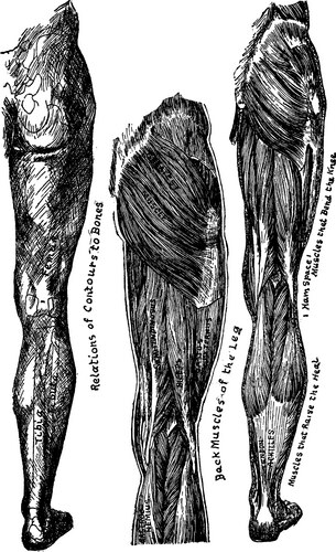 Vintage Back Leg Muscle Diagram Royalty Free Vector Image