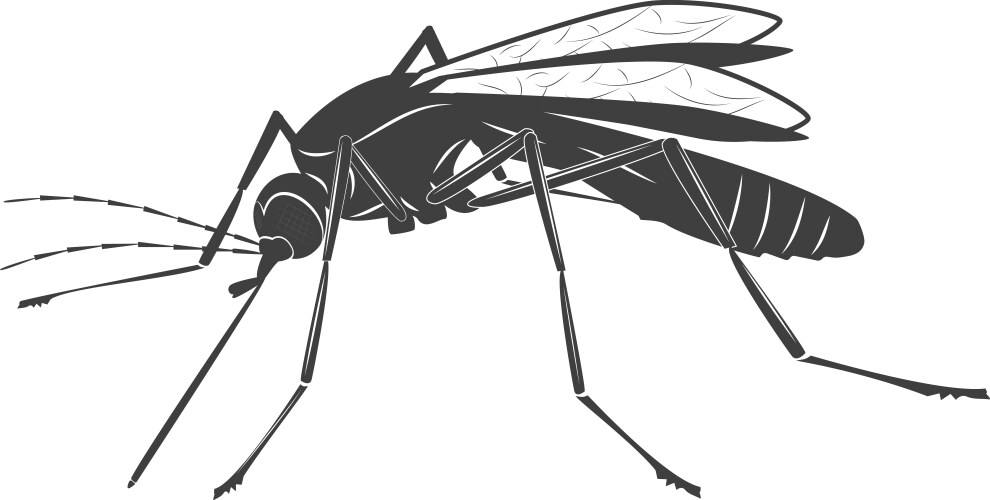 Mosquito Vector Images (over 16,000)