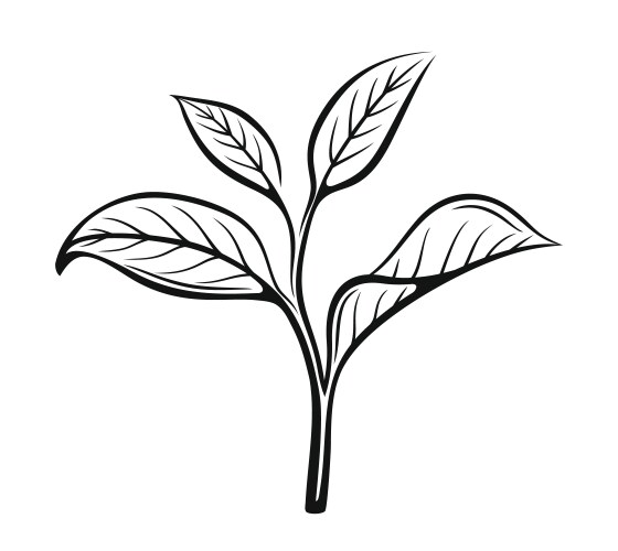 Tea Leaves Vector Images (over 19,000)