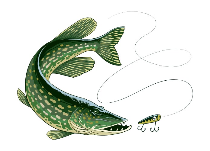 Freshwater Fish Drawing Vector Images (over 3,000)