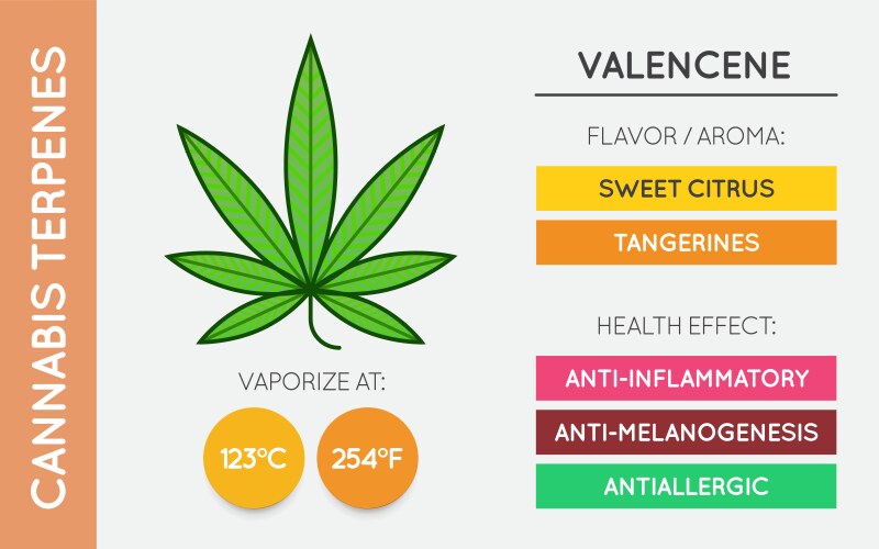 Cannabis terpene guide information chart aroma Vector Image