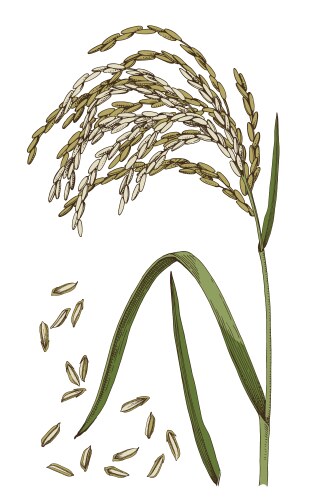 Rice Plant Vector Images (over 18,000)