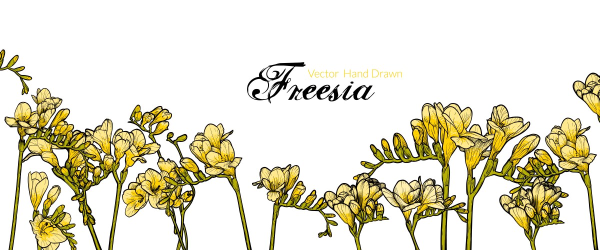 Freesia Vector Images (over 1,500)