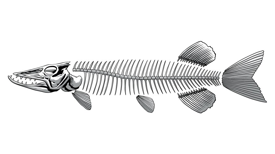 Logo Fish Skeleton Vector Images (over 1,300)