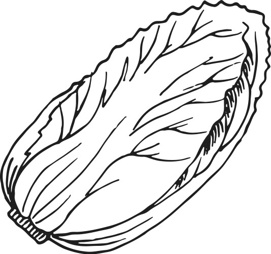 Cabbage vegetable cartoon for coloring book Vector Image
