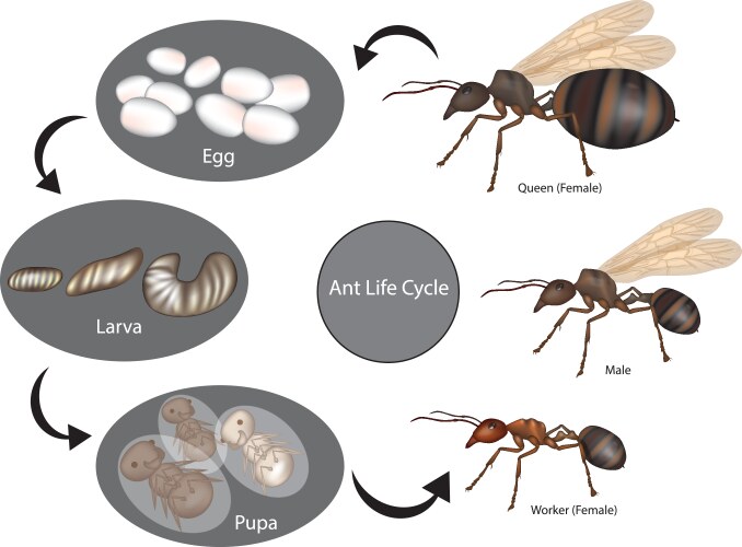 Ant life cycle poster for children step Royalty Free Vector
