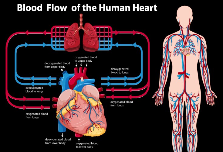 Cartoon Blood Vessel Vector Images (over 1,100)