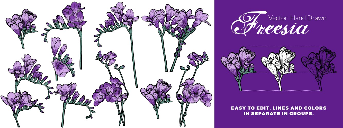 Freesia Vector Images (over 1,500)