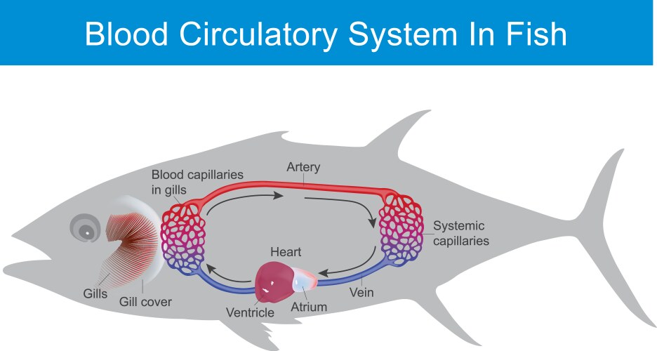 Blood Circulatory System Vector Images (over 1,400)