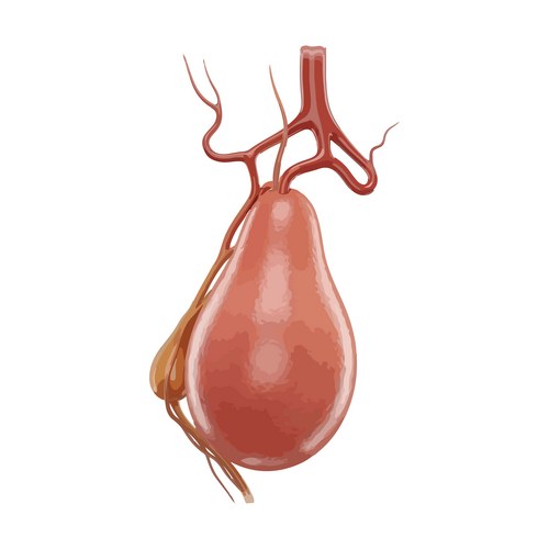Peritoneum Vector Images (over 100)