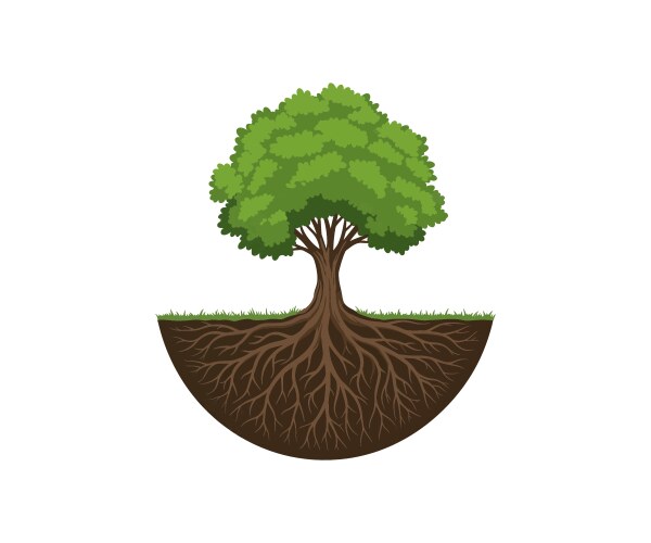 Drawing of Plant Roots Vector Images (over 15,000)