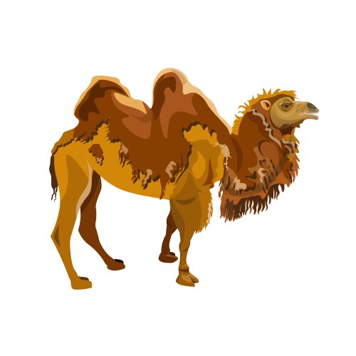 Camel isolated Royalty Free Vector Image - VectorStock