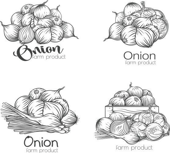 Onion Outline Vector Images (over 7,300)