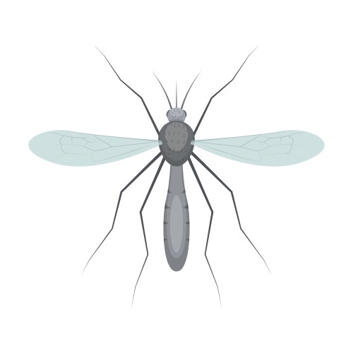 Insect mosquito icon template Royalty Free Vector Image
