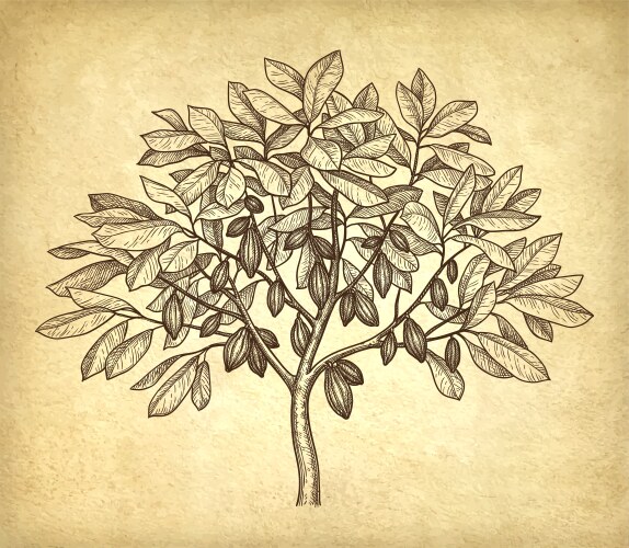 Cocoa tree ink sketch Royalty Free Vector Image
