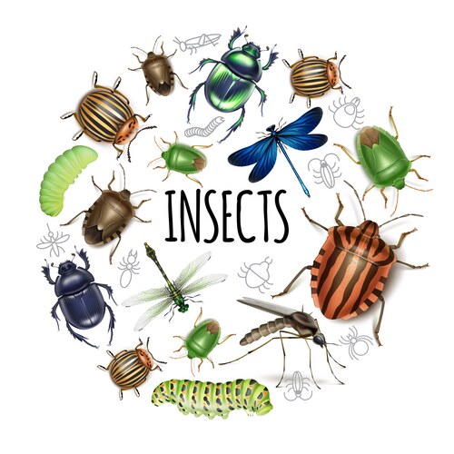 Insects Vector Images (over 210,000)