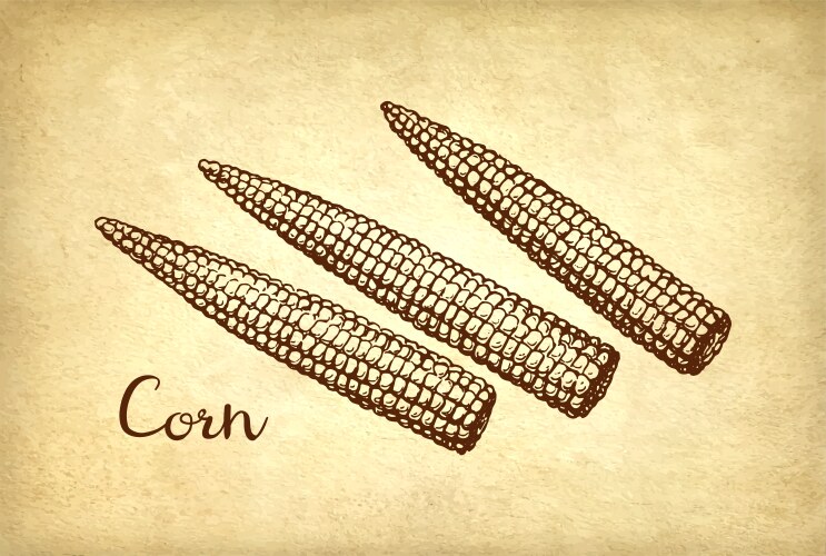 Baby Corn Vector Images (over 1,200)