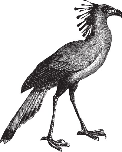 Secretary Bird Vector Images (over 100)