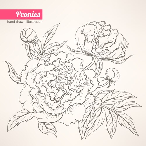 Peony botanical drawing hand drawn Royalty Free Vector Image