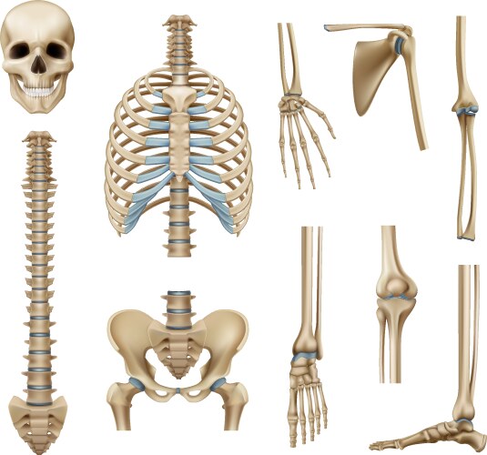 Human Body Parts Vector Images (over 27,000)