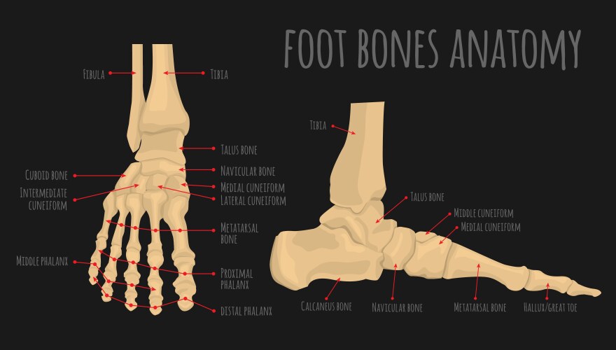 Foot bones anatomy Royalty Free Vector Image - VectorStock