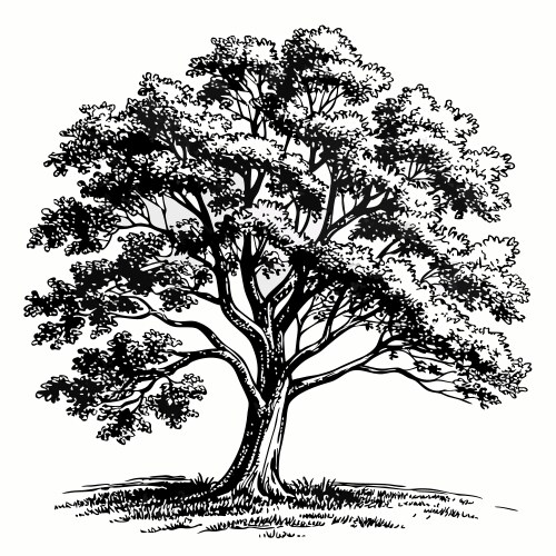 Vintage maple tree line art Royalty Free Vector Image