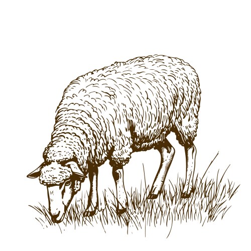 Sketch of sheep hand drawn Royalty Free Vector Image