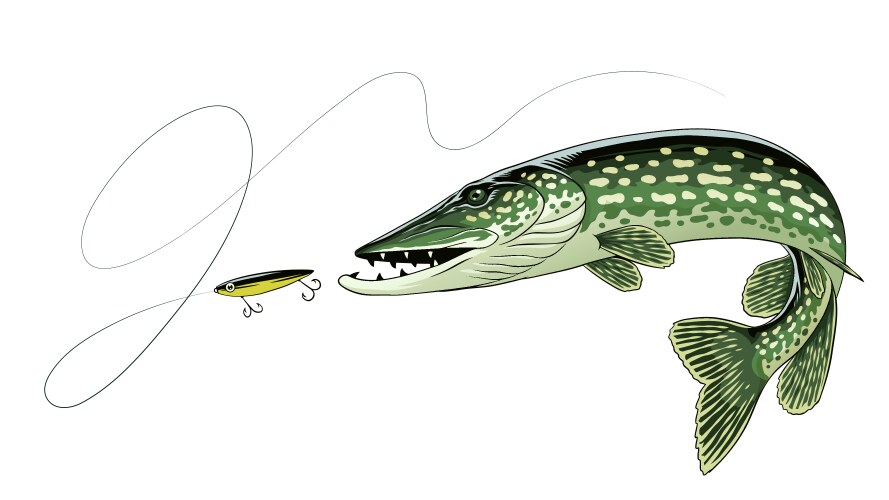 Freshwater Fish Drawing Vector Images (over 3,000)