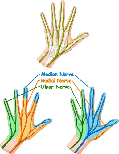Oculomotor Nerve Anatomy – Royalty-Free Vector | VectorStock