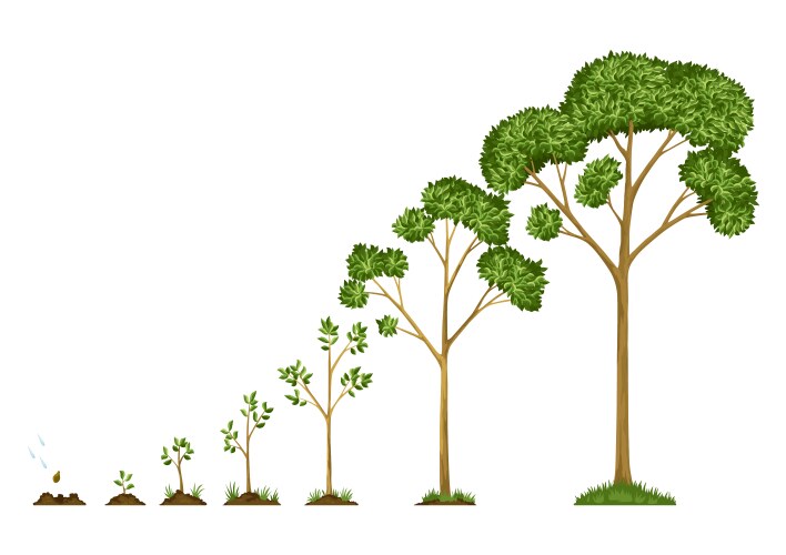 Seed growing into tree Royalty Free Vector Image
