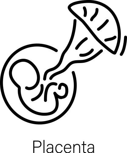Placenta Vector Images (over 1,000)