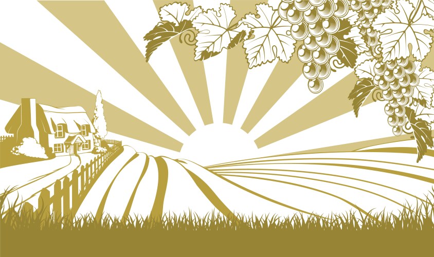 Grapes Vineyard Vector Images (over 21,000)