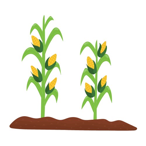 Corn Crop Clipart