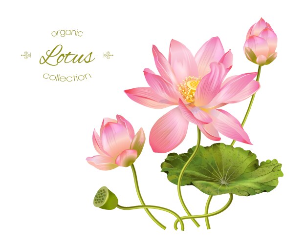 Lotus Vector Images (over 100,000)