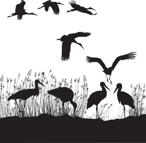 Storks Vector Images (over 9,400)