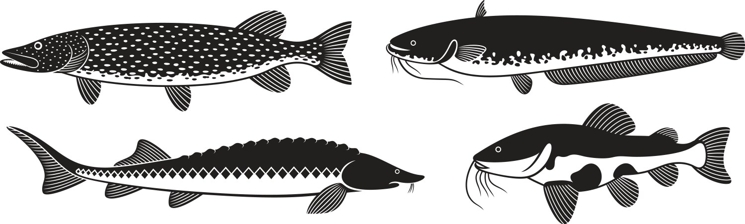 Redtail catfish Royalty Free Vector Image - VectorStock