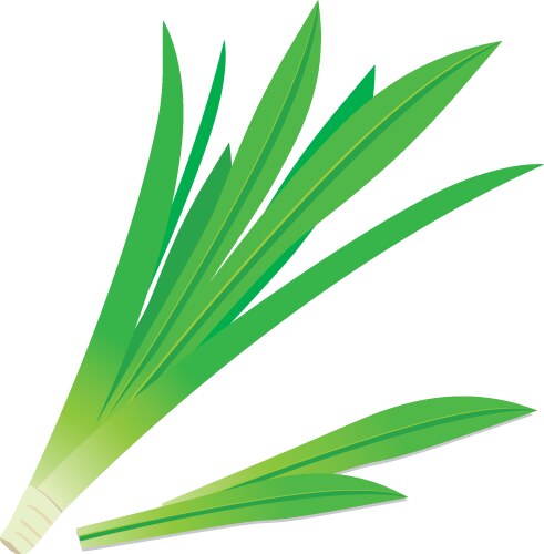 Pandan Vector Images (over 260)