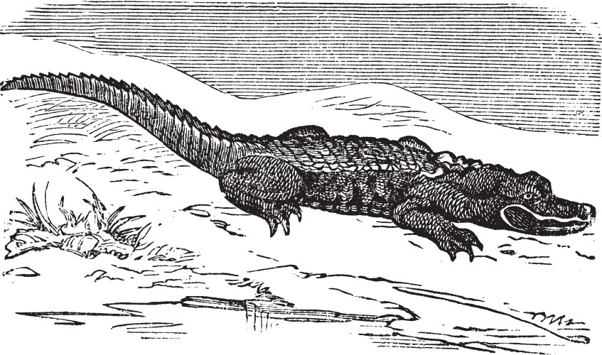 Alligator Royalty Free Vector Image - VectorStock