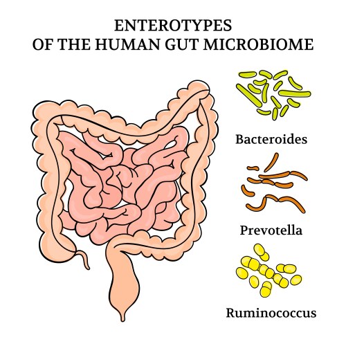 Gut microbiome pattern in abstract guts human Vector Image