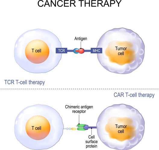 Car t-cell therapy cancer immunotherapy Royalty Free Vector